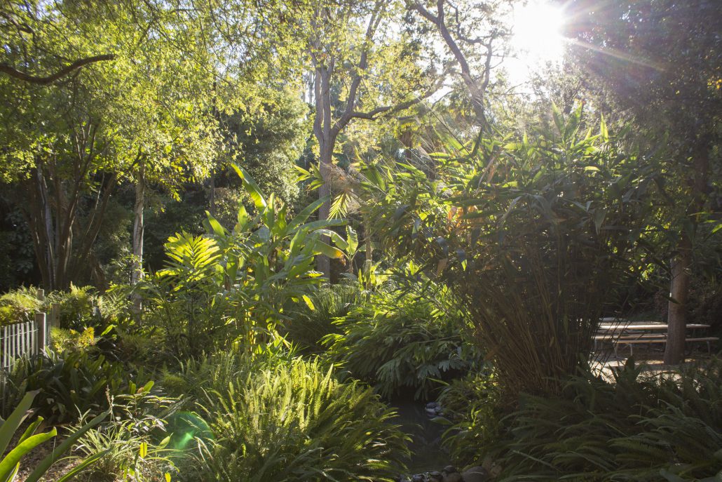 REVITALIZING AN OASIS IN THE MIDDLE OF THE CITY – UCLA College